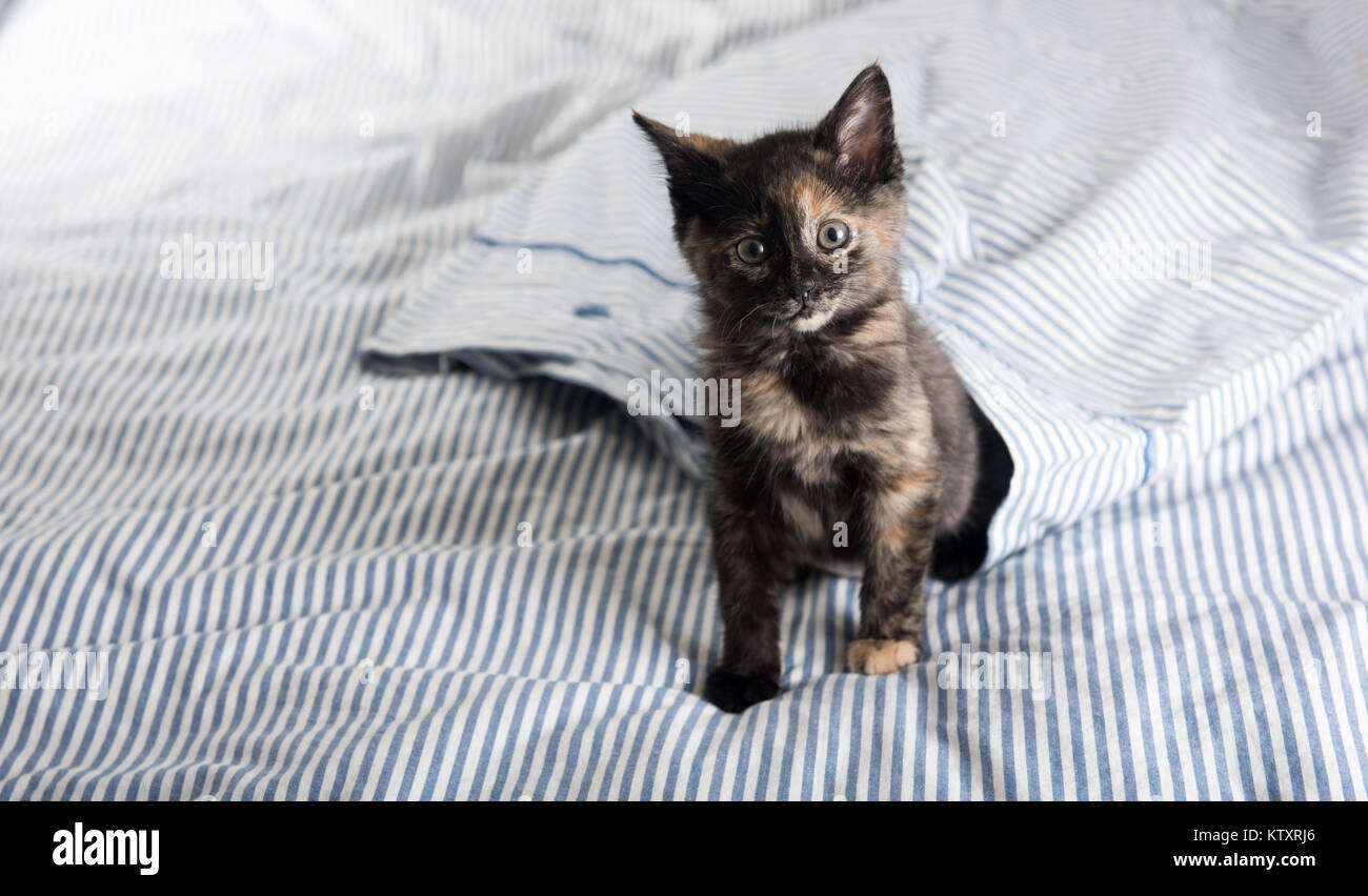 Tiny Adorable Tortoise Shell Kitten Relaxing on Striped Bed Stock Photo ...