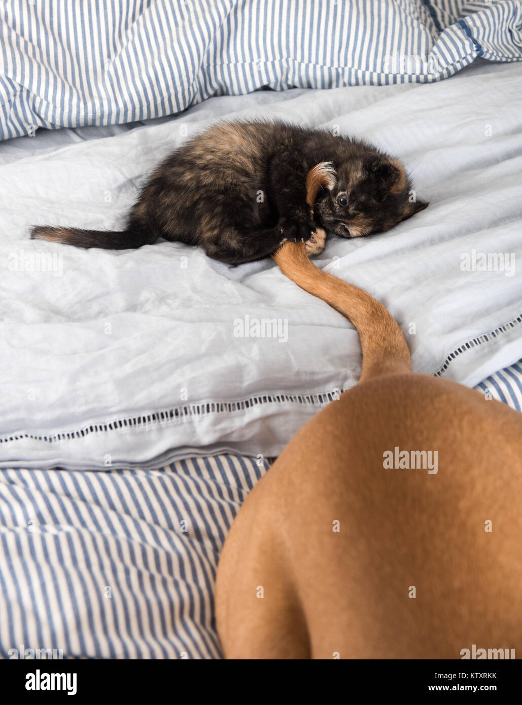 Tiny Adorable Tortoise Shell Kitten Relaxing on Striped Bed with Dog ...