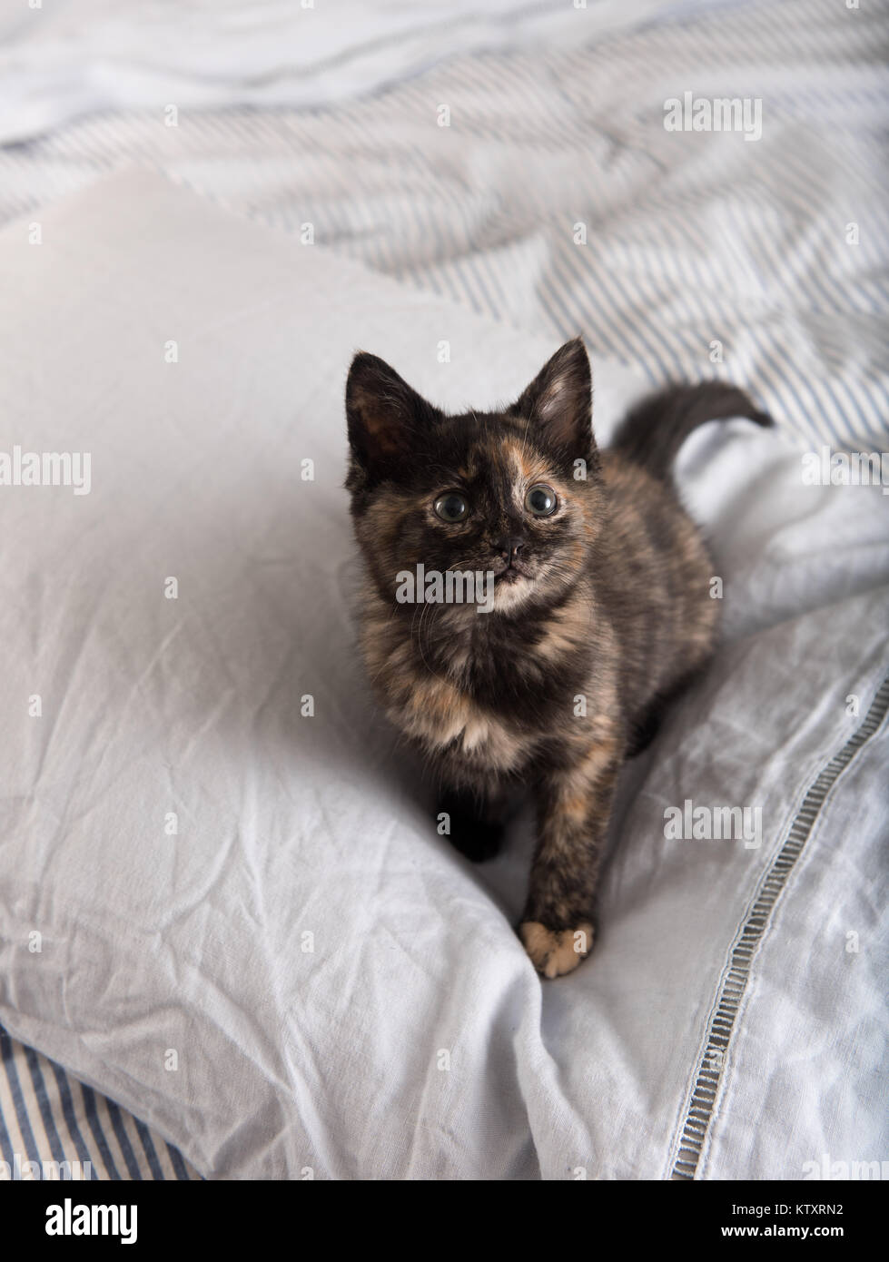 Tiny Adorable Tortoise Shell Kitten Relaxing on Striped Bed Stock Photo ...