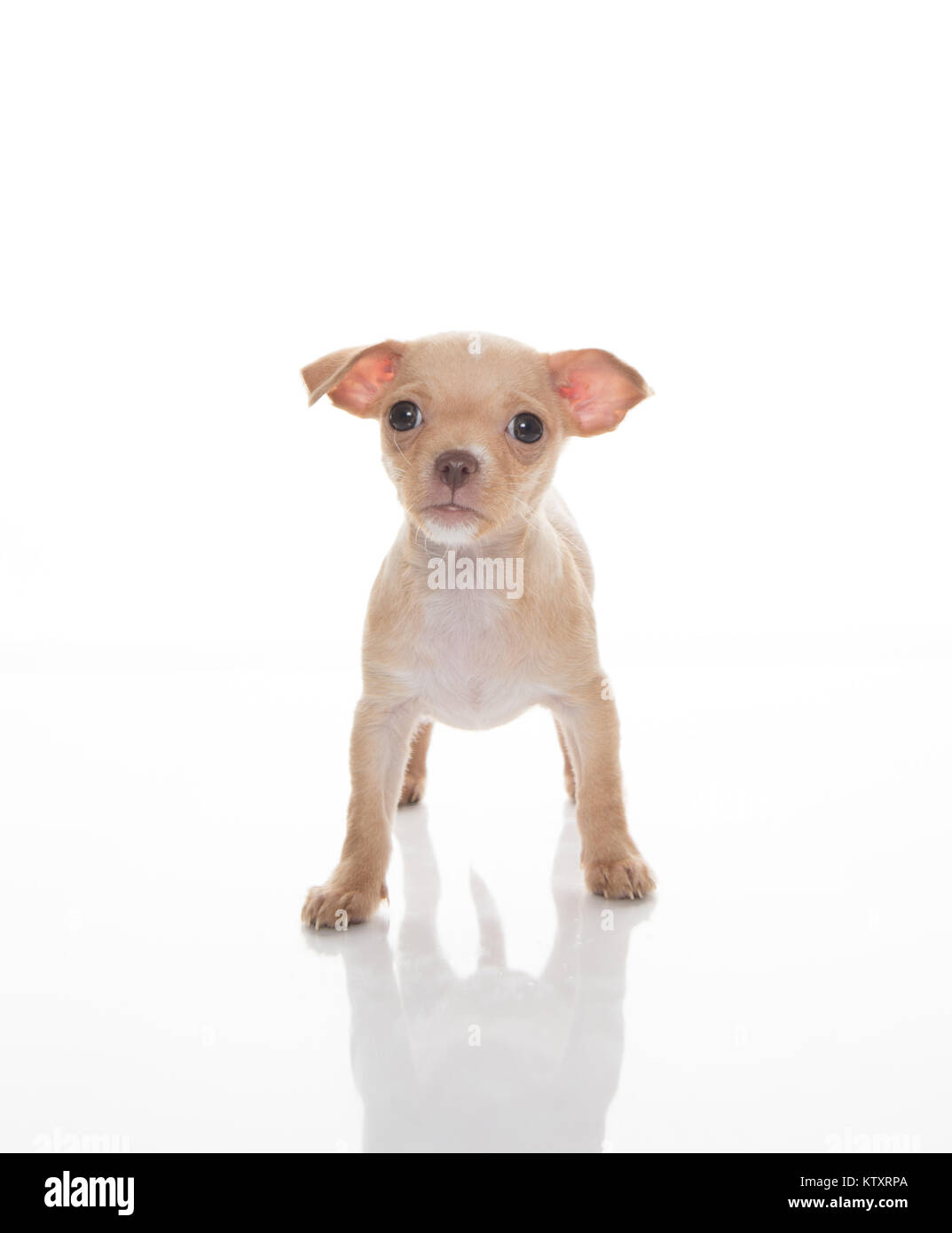 Tiny Light Colored Chihuahua Puppy Standing on reflective White ...