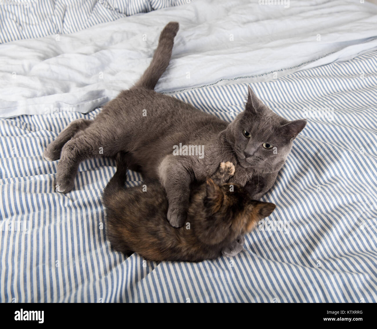 Cat and kitten playing together hi-res stock photography and images - Alamy