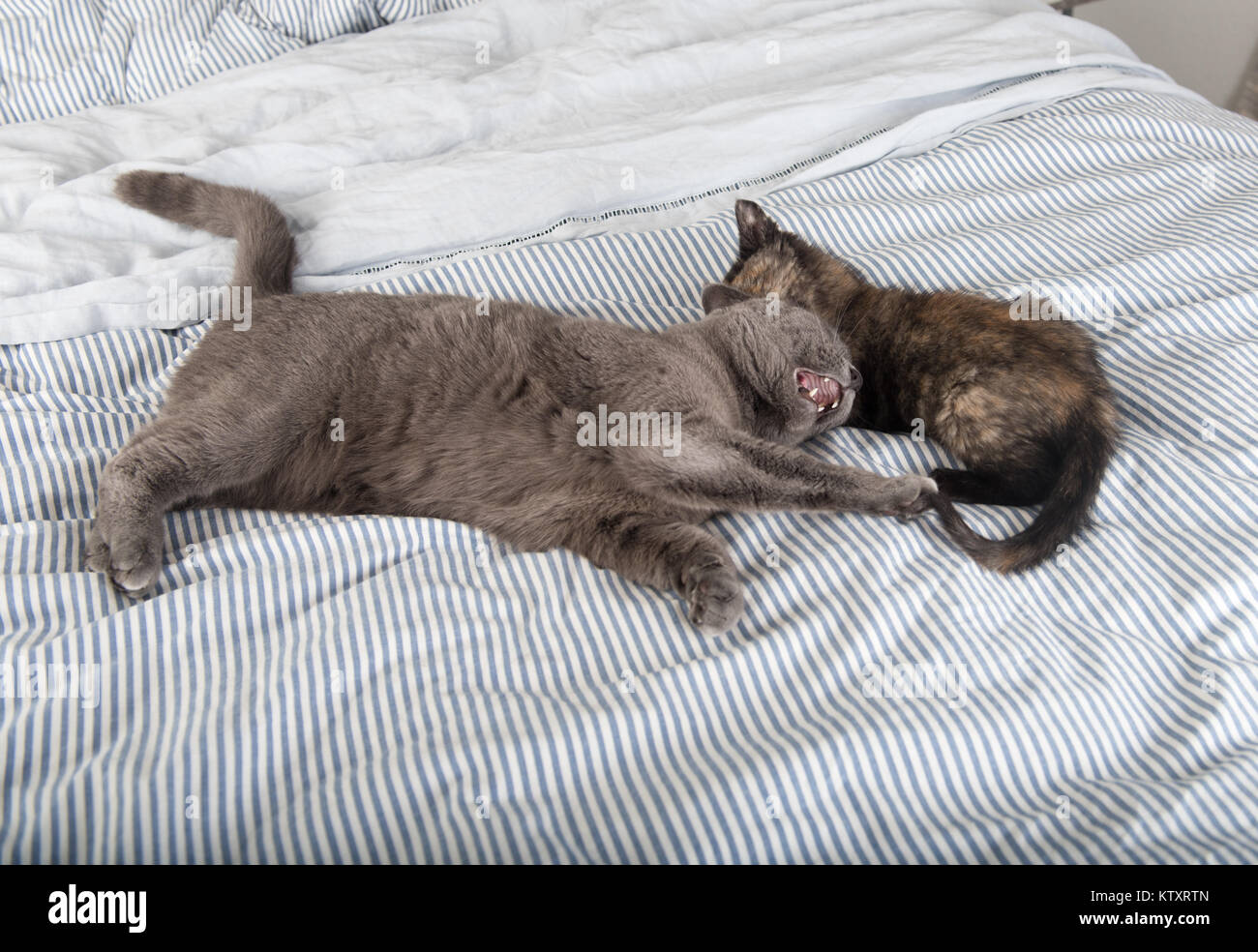 Adult Gray Cat and Tortoise Shell Kitten Playing Together Stock Photo ...