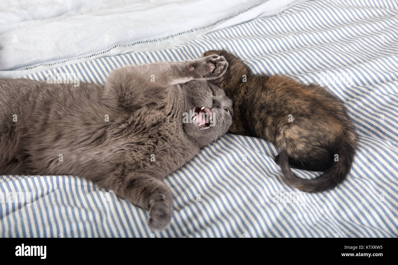 Adult Gray Cat and Tortoise Shell Kitten Playing Together Stock Photo ...