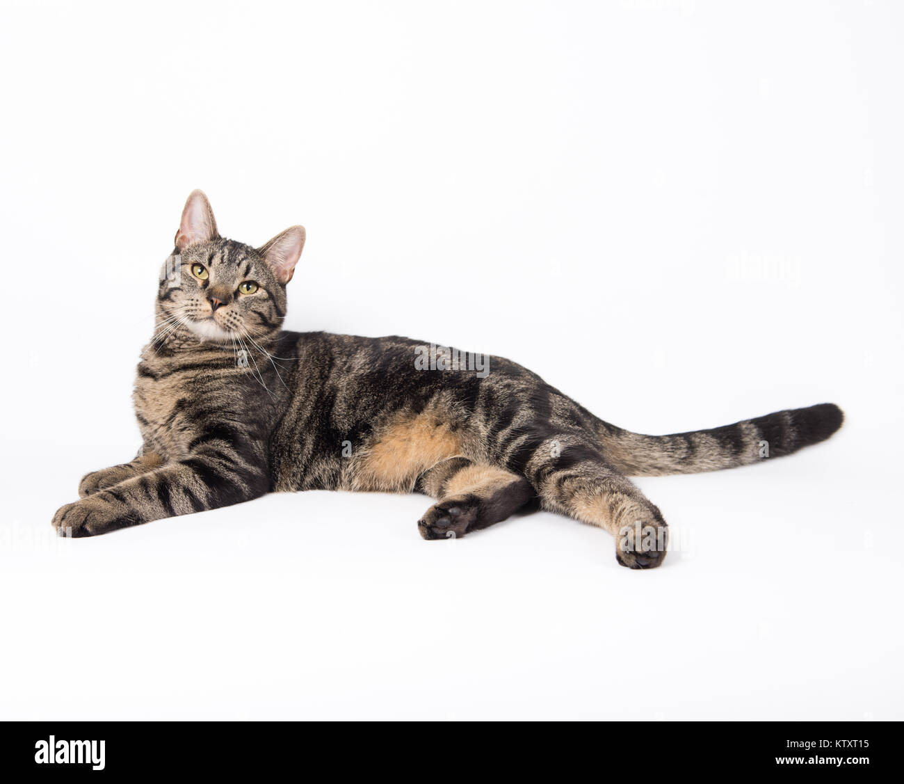 Relaxed tabby cat Cut Out Stock Images & Pictures - Alamy