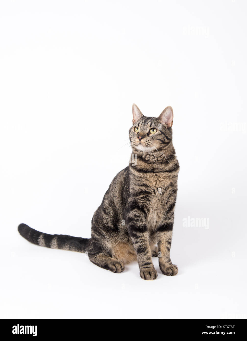 Relaxed tabby Cut Out Stock Images & Pictures - Alamy