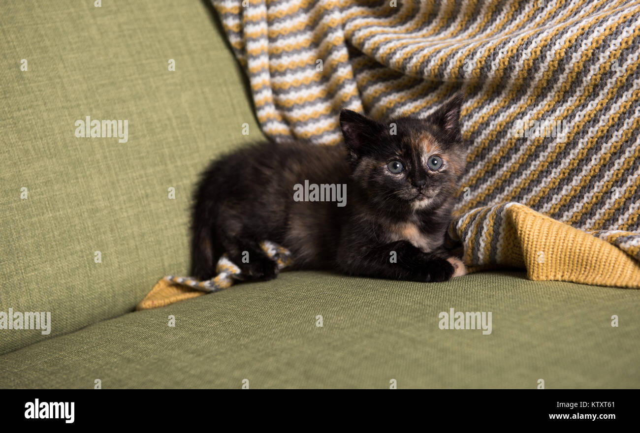 Tiny Tortoise Shell Kitten on Green Chair Stock Photo - Alamy