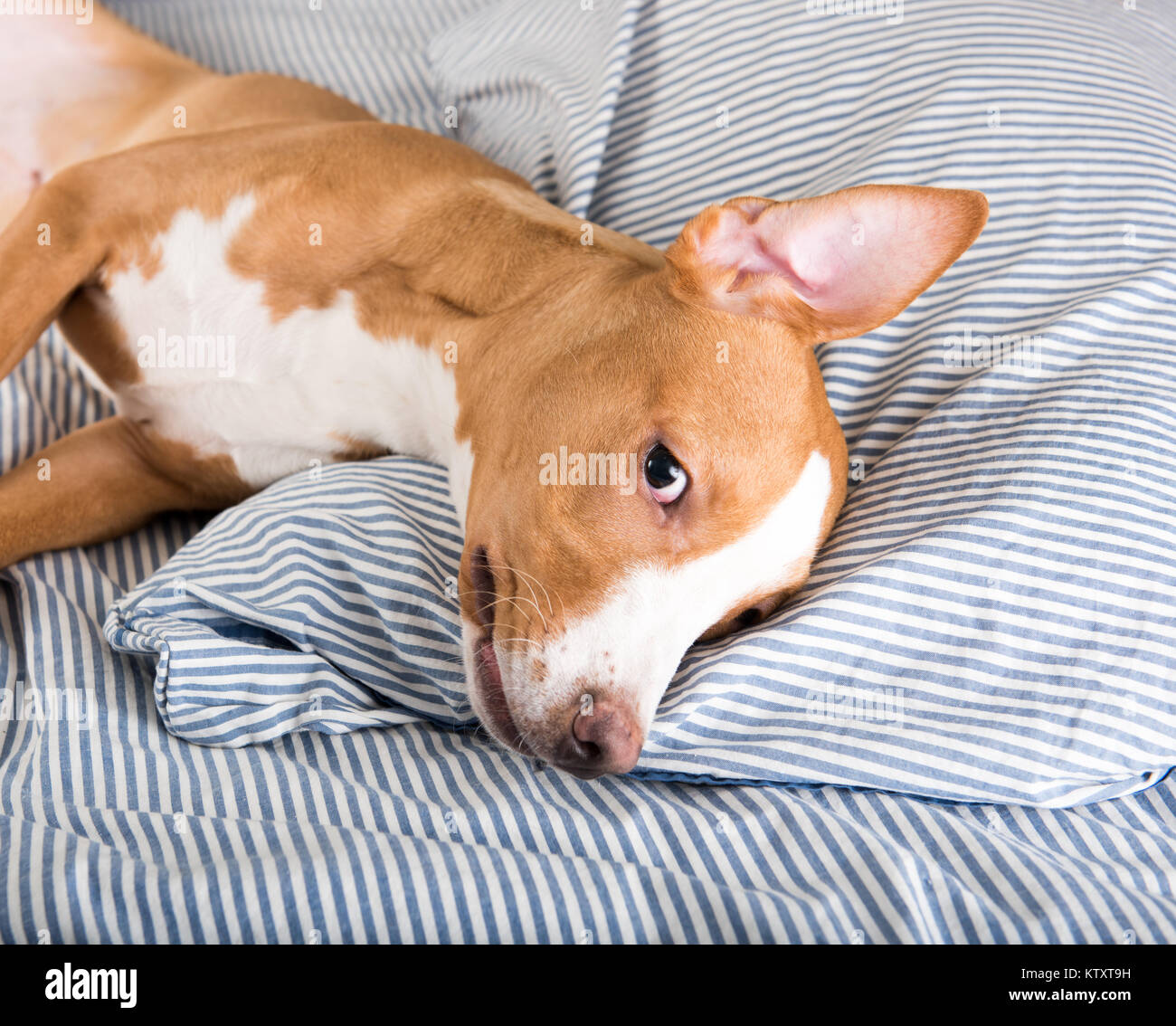 Dog Asleep On Bed High Resolution Stock Photography and Images - Alamy