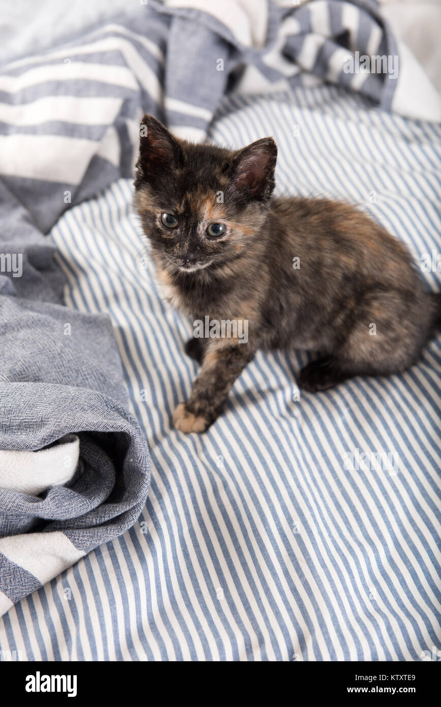 Tiny Adorable Tortoise Shell Kitten Sitting on Striped Bed Stock Photo ...