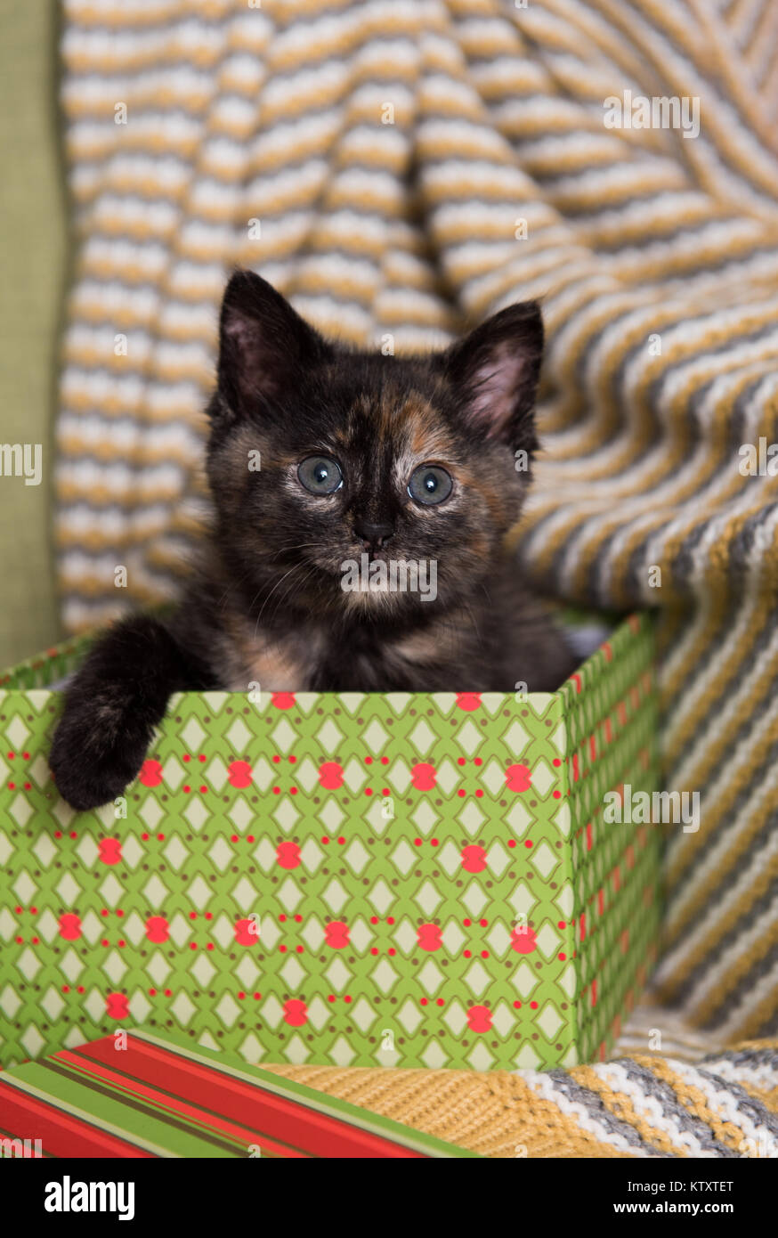 Tiny Tortoise Shell Kitten on Green Chair Stock Photo - Alamy