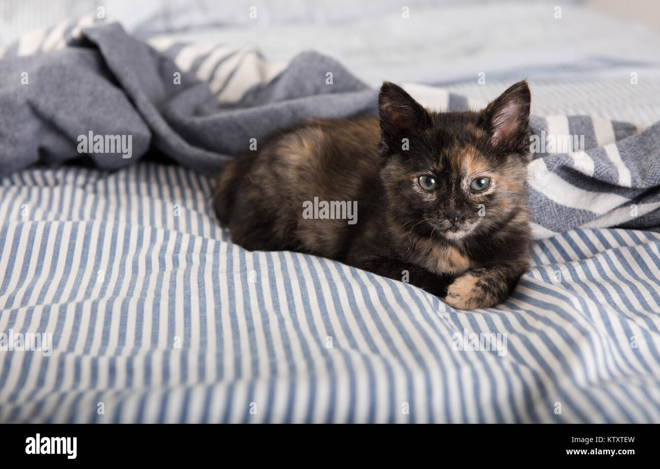 Tiny Adorable Tortoise Shell Kitten Relaxing on Striped Bed Stock Photo ...