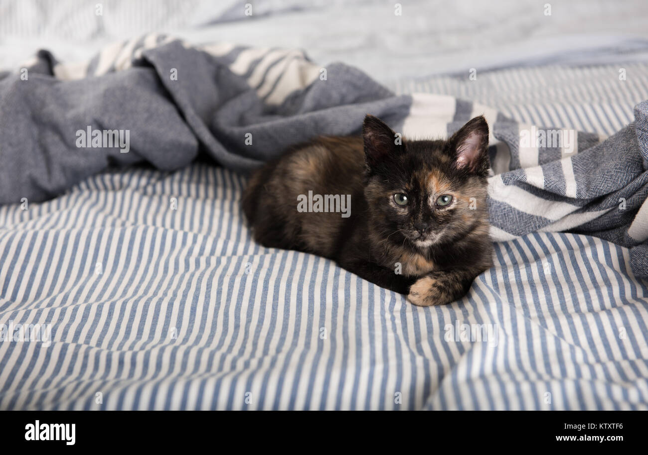 Tiny Adorable Tortoise Shell Kitten Relaxing on Striped Bed Stock Photo ...