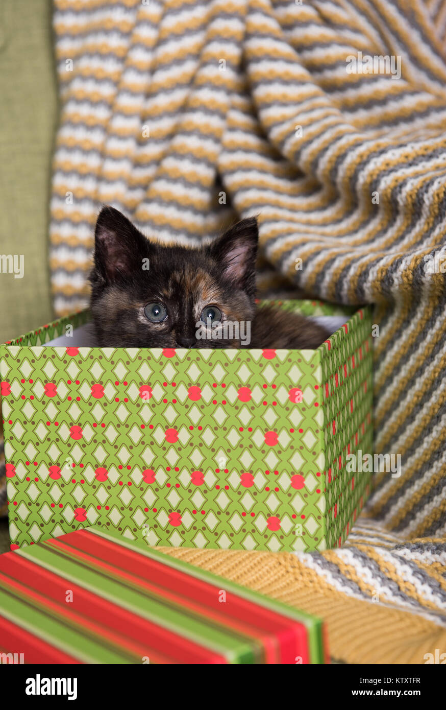 Tiny Tortoise Shell Kitten on Green Chair Stock Photo - Alamy