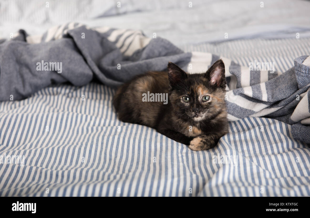 Tiny Adorable Tortoise Shell Kitten Relaxing on Striped Bed Stock Photo ...