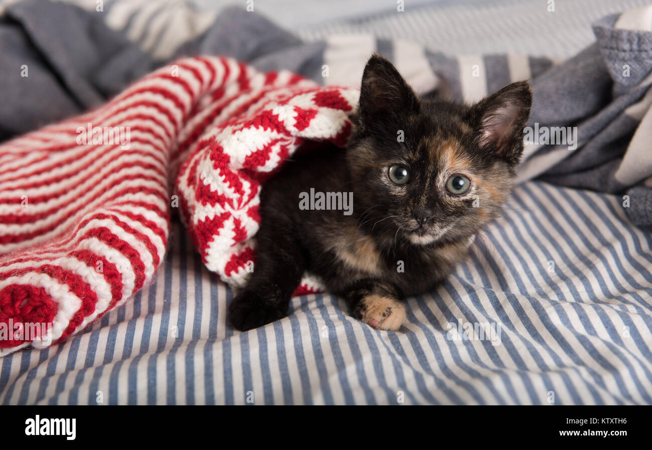 Tiny Adorable Tortoise Shell Kitten Hiding in Red and White Striped ...