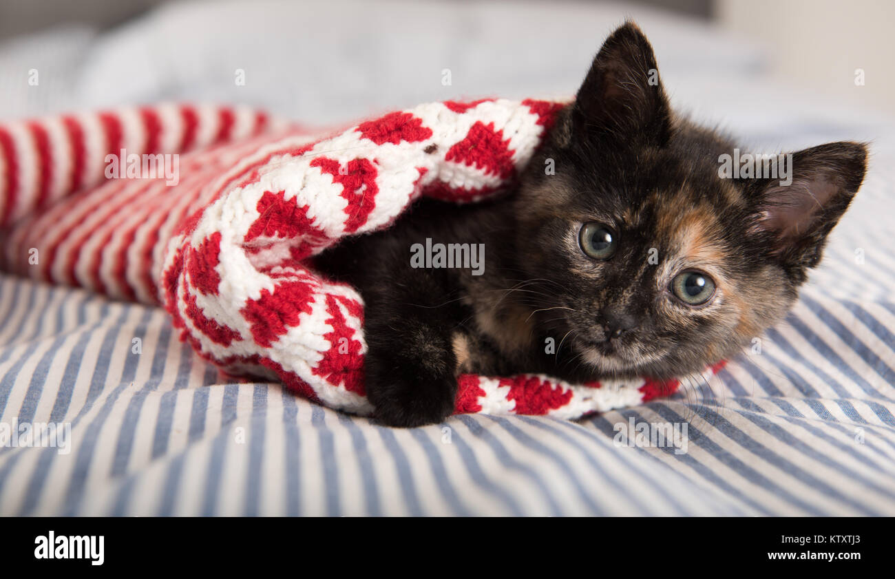 Tiny Adorable Tortoise Shell Kitten Hiding in Red and White Striped ...