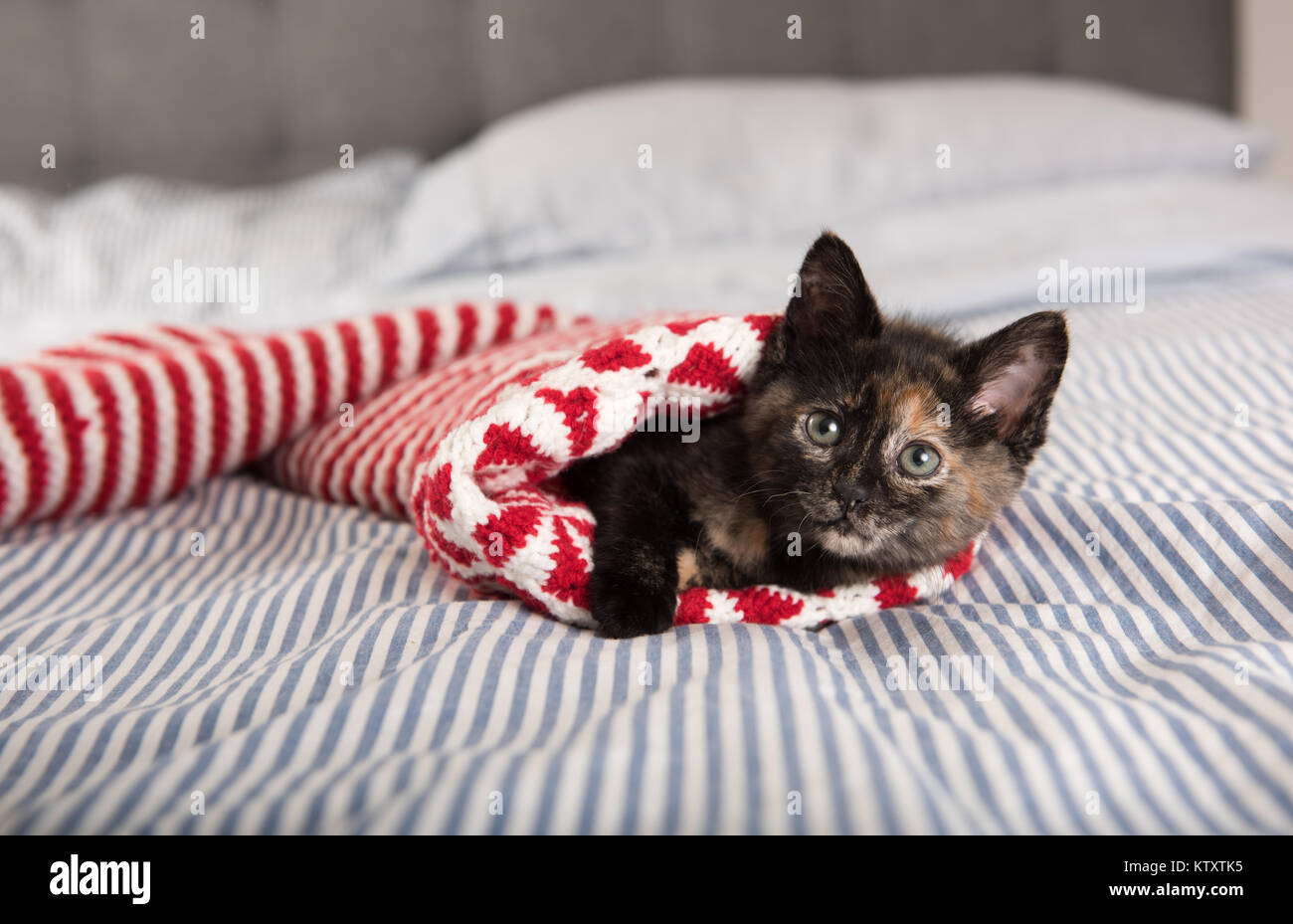 Tiny Adorable Tortoise Shell Kitten Hiding in Red and White Striped ...