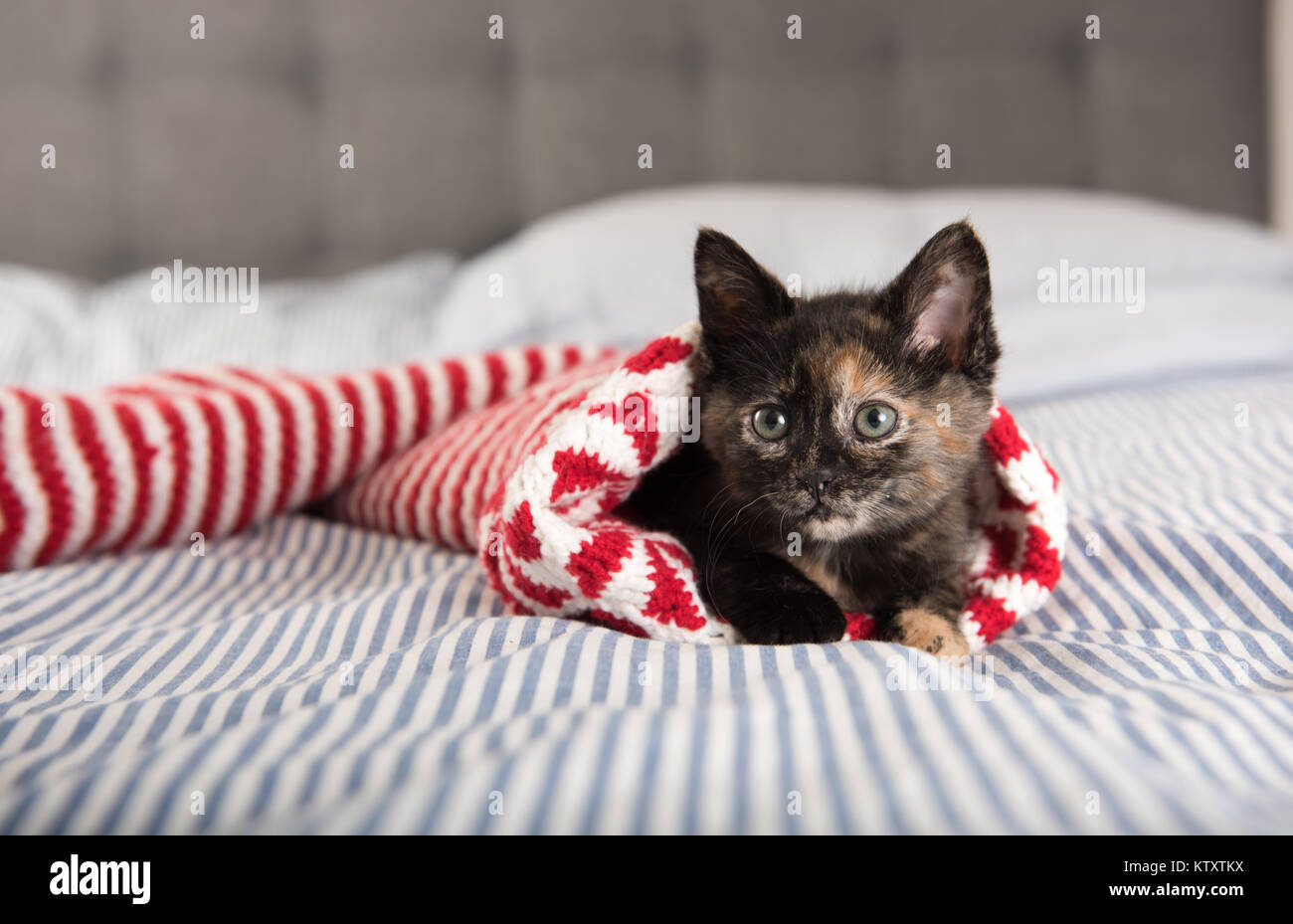 Tiny Adorable Tortoise Shell Kitten Hiding in Red and White Striped ...