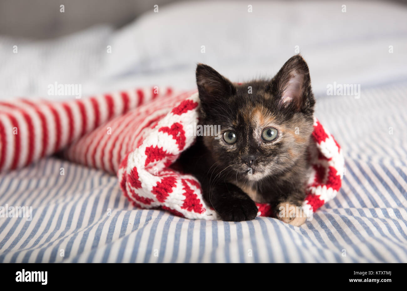 Tiny Adorable Tortoise Shell Kitten Hiding in Red and White Striped ...