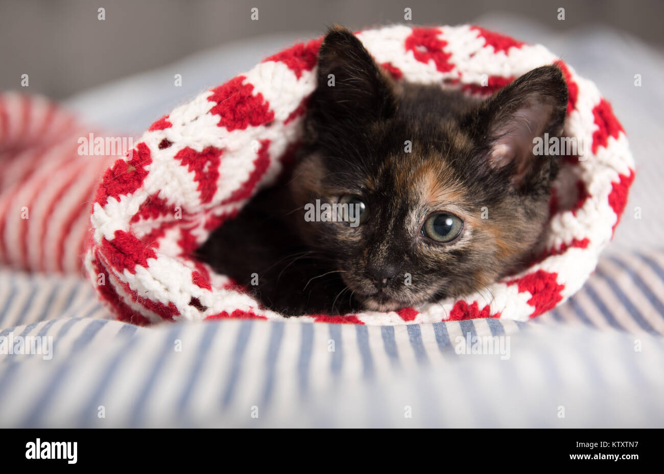 Tiny Adorable Tortoise Shell Kitten Hiding in Red and White Striped ...
