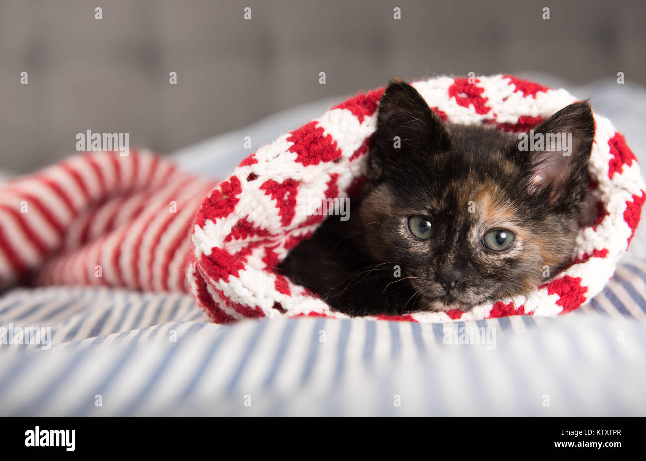 Tiny Adorable Tortoise Shell Kitten Hiding in Red and White Striped ...