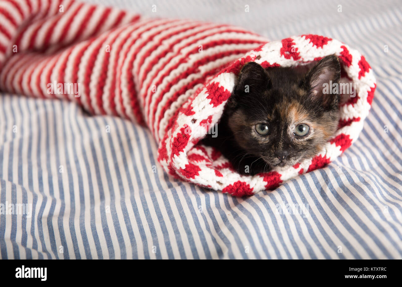 Tiny Adorable Tortoise Shell Kitten Hiding in Red and White Striped ...