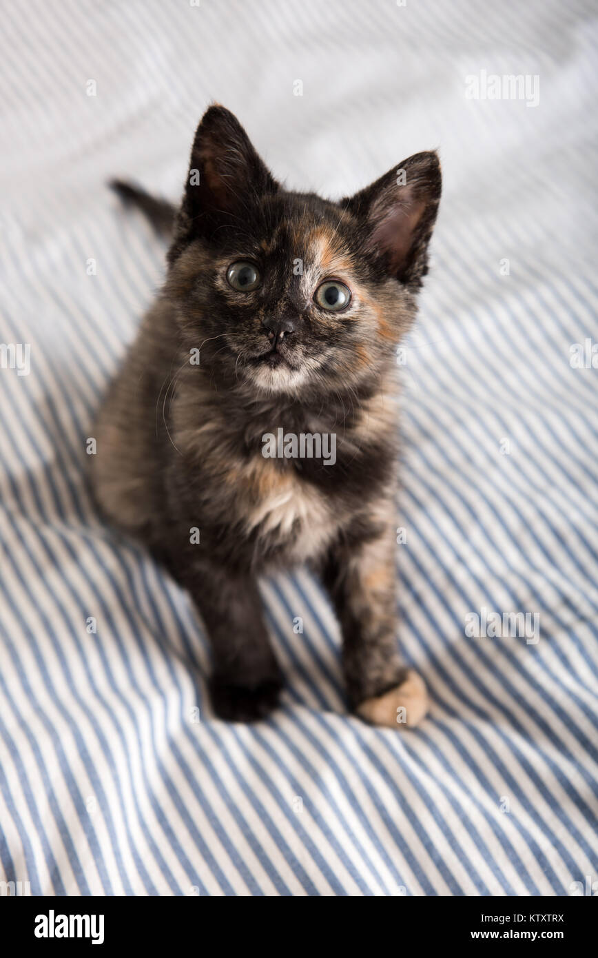 Tiny Adorable Tortoise Shell Kitten Sitting on Striped Bed Stock Photo ...