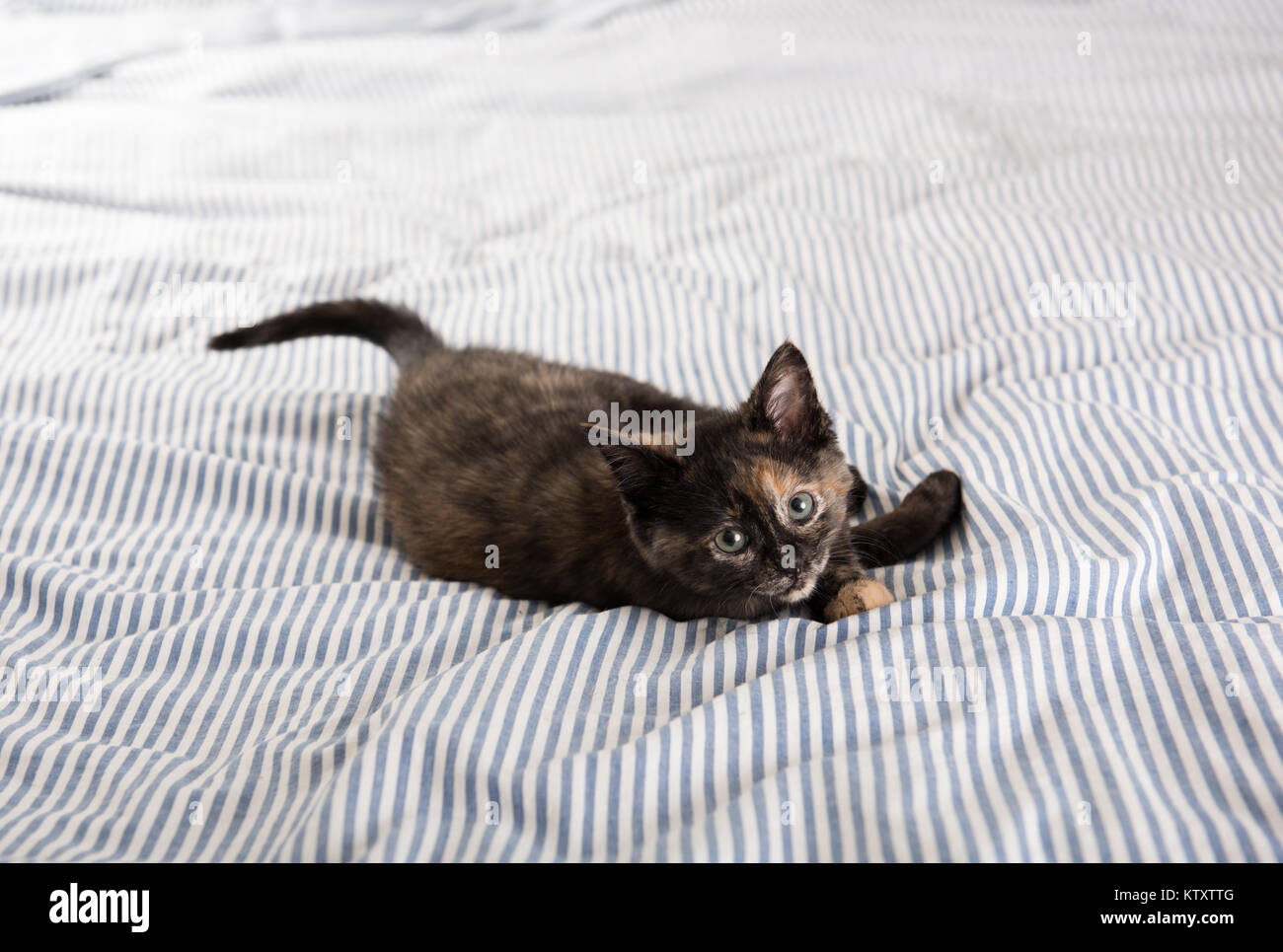 Tiny Adorable Tortoise Shell Kitten Relaxing on Striped Bed Stock Photo ...