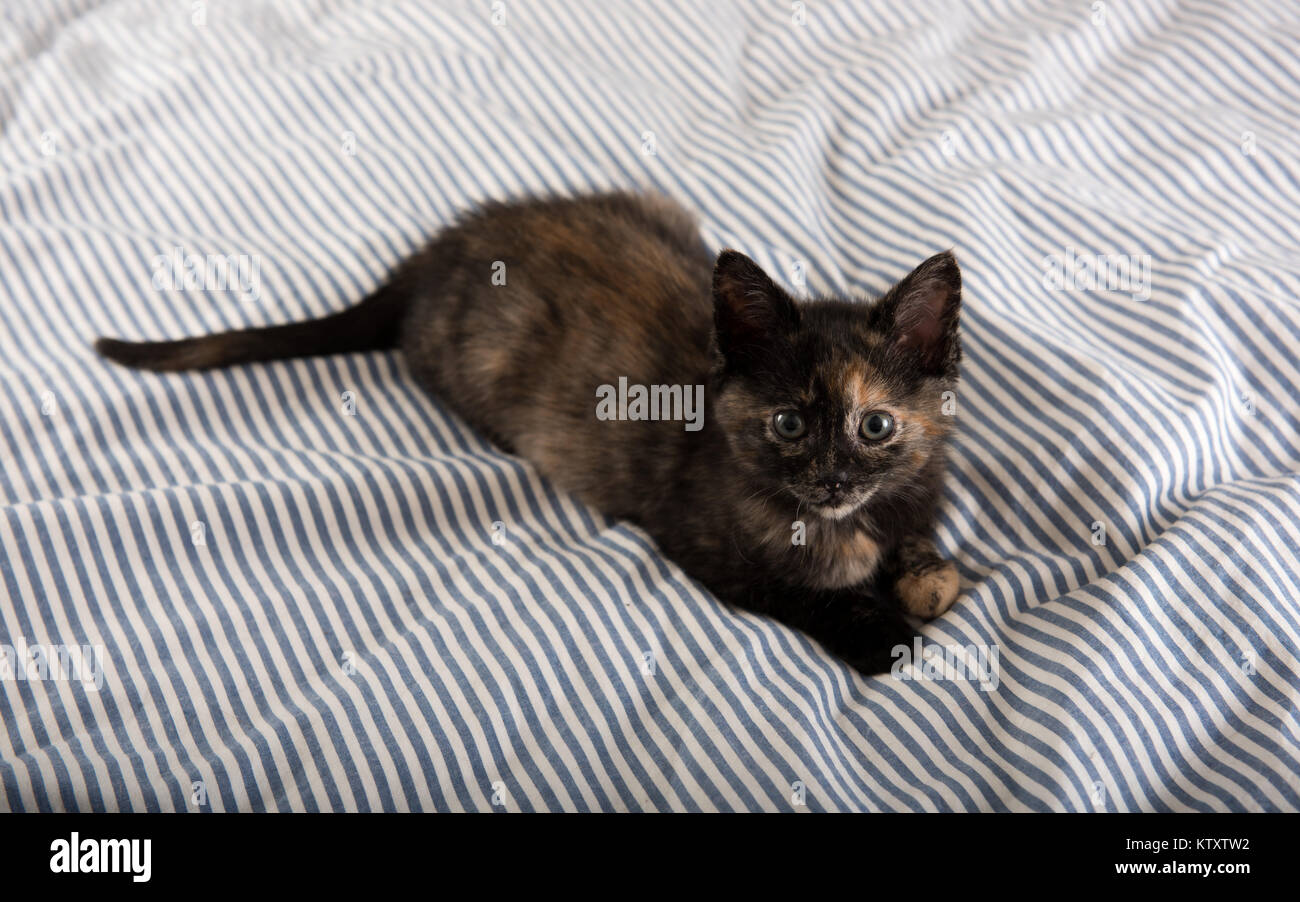 Tiny Adorable Tortoise Shell Kitten Relaxing on Striped Bed Stock Photo ...
