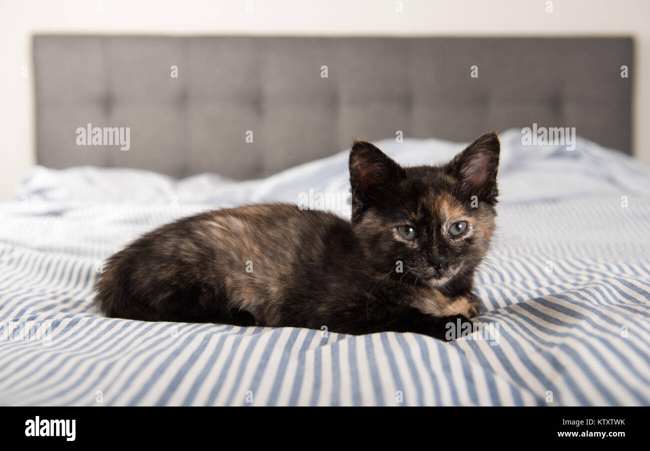 Tiny Adorable Tortoise Shell Kitten Relaxing on Striped Bed Stock Photo ...