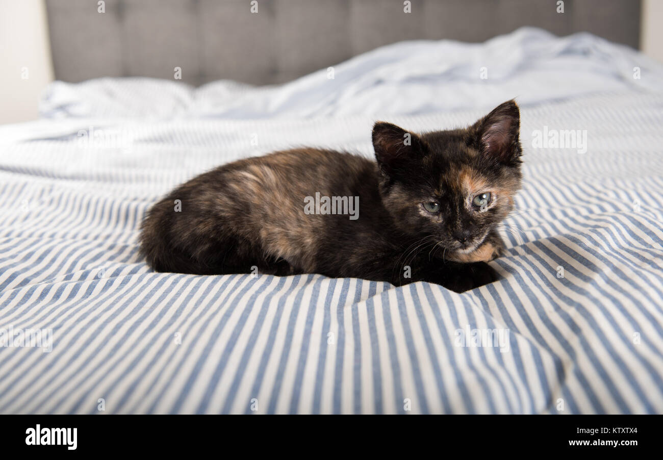 Tiny Adorable Tortoise Shell Kitten Relaxing on Striped Bed Stock Photo ...