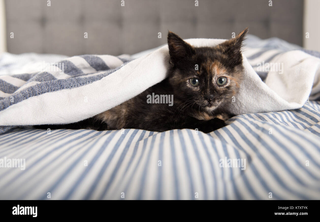 Tiny Adorable Tortoise Shell Kitten Relaxing on Striped Bed Stock Photo ...