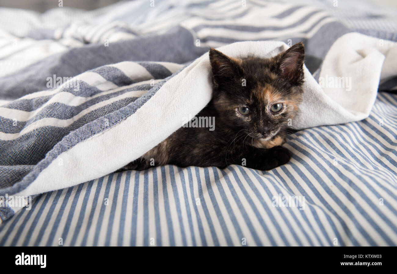Tiny Adorable Tortoise Shell Kitten Relaxing on Striped Bed Stock Photo ...