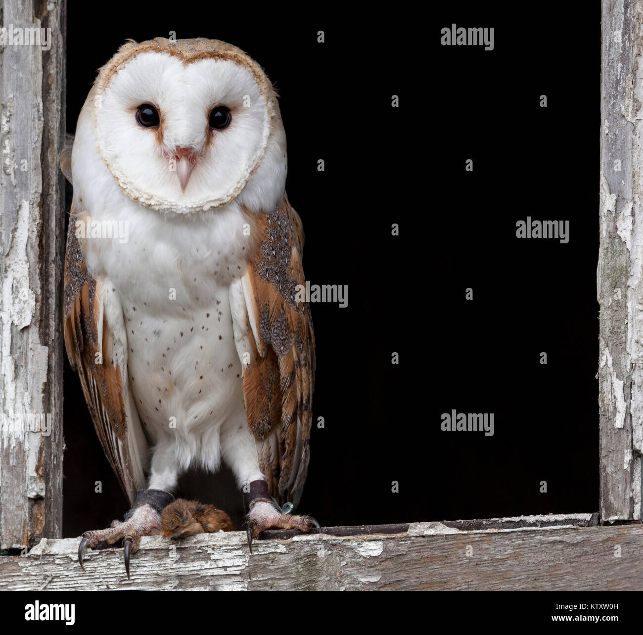 Lone barn owl Stock Photo - Alamy Lone barn owl Stock Photo - Alamy