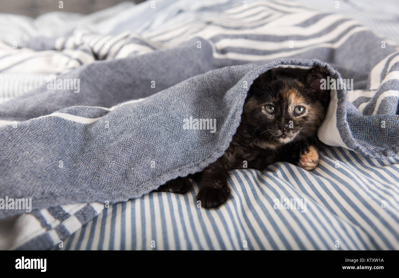 Tiny Adorable Tortoise Shell Kitten Relaxing on Striped Bed Stock Photo ...