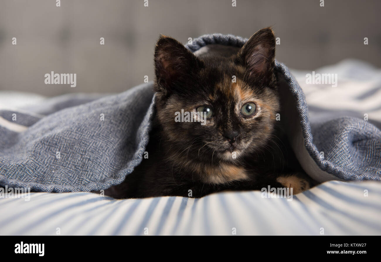 Tiny Adorable Tortoise Shell Kitten Relaxing on Striped Bed Stock Photo ...