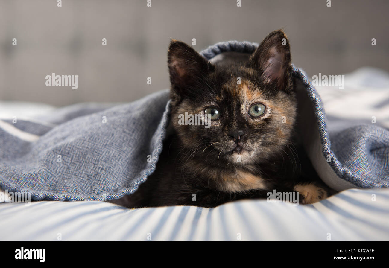 Tiny Adorable Tortoise Shell Kitten Relaxing on Striped Bed Stock Photo ...