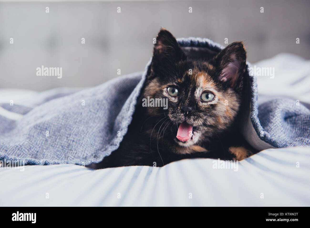Tiny Adorable Tortoise Shell Kitten Relaxing on Striped Bed Stock Photo ...