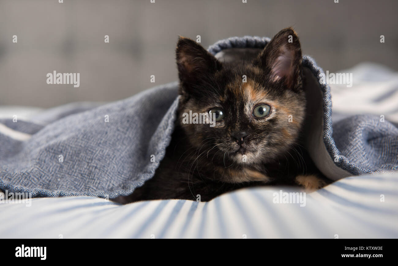 Tiny Adorable Tortoise Shell Kitten Relaxing on Striped Bed Stock Photo ...