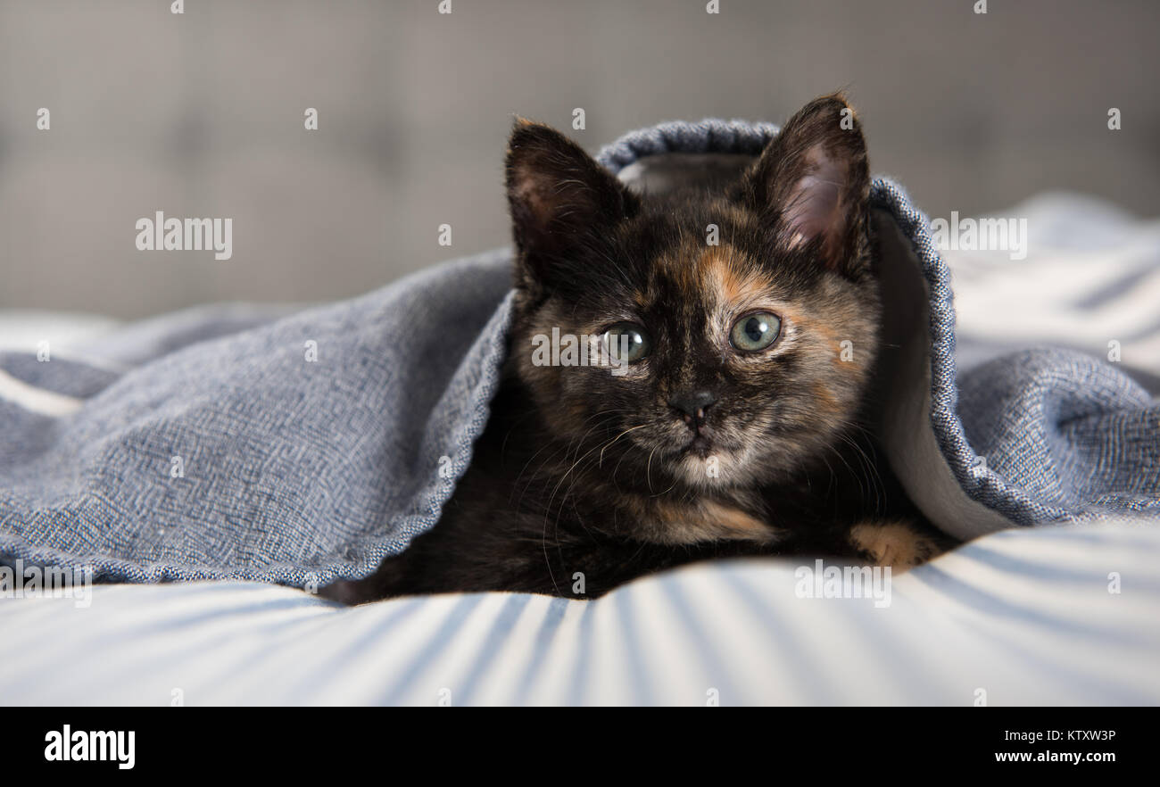 Tiny Adorable Tortoise Shell Kitten Relaxing on Striped Bed Stock Photo ...