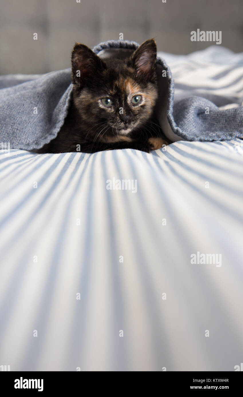 Tiny Adorable Tortoise Shell Kitten Relaxing on Striped Bed Stock Photo ...