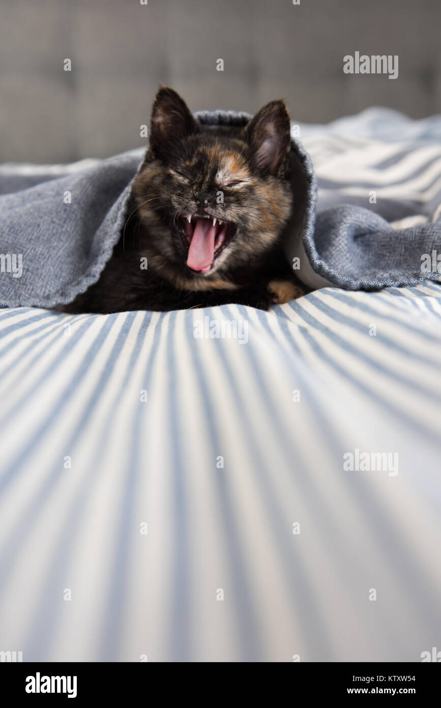 Tiny Adorable Tortoise Shell Kitten Relaxing on Striped Bed Stock Photo ...