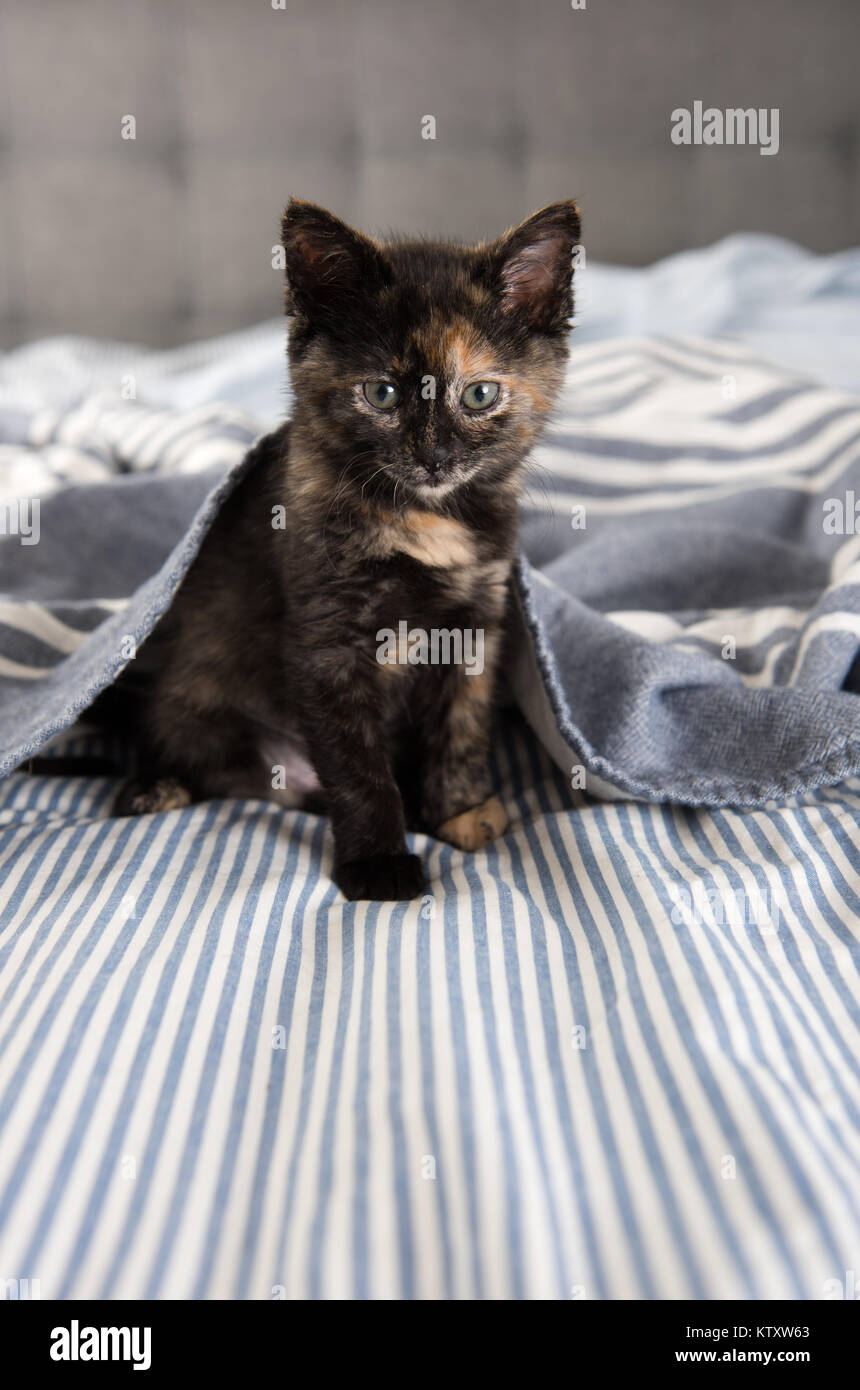 Tiny Adorable Tortoise Shell Kitten Sitting on Striped Bed Stock Photo ...