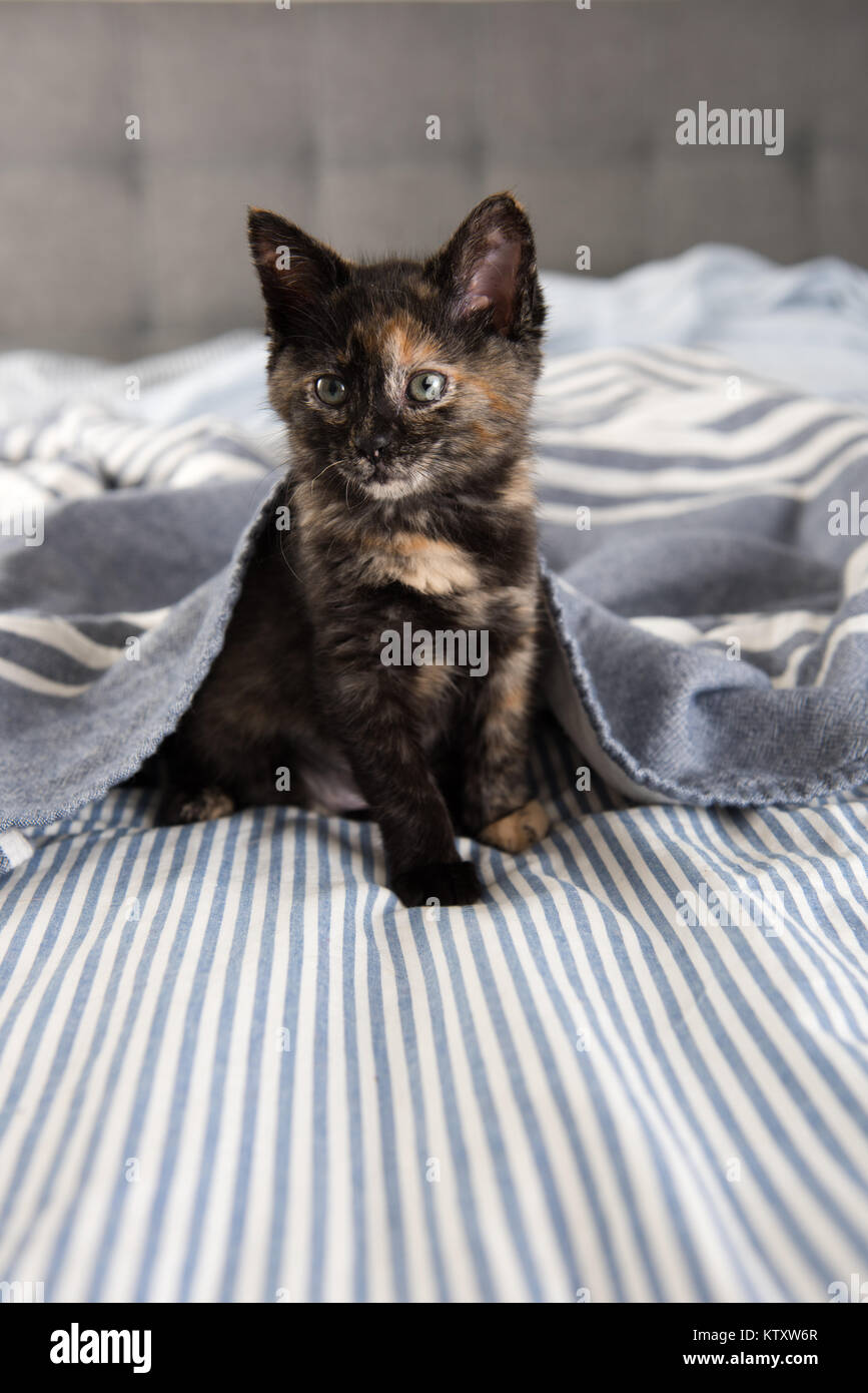 Tiny Adorable Tortoise Shell Kitten Sitting on Striped Bed Stock Photo ...