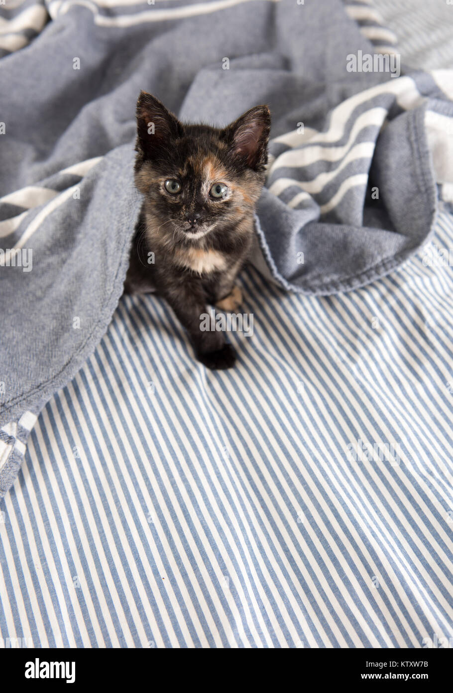 Tiny Adorable Tortoise Shell Kitten Sitting on Striped Bed Stock Photo ...
