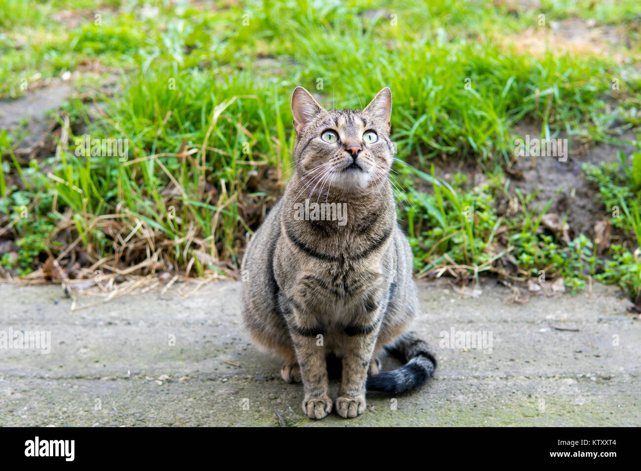 A brown domestic cat looking up Stock Photo - Alamy