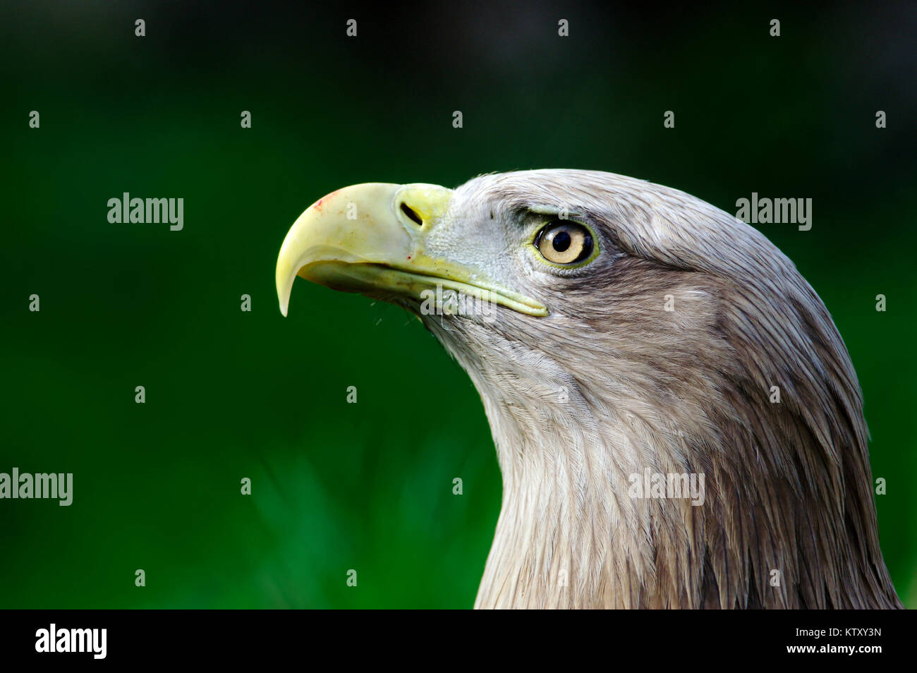 Head portrait of eagle bird with blurred background Stock Photo - Alamy