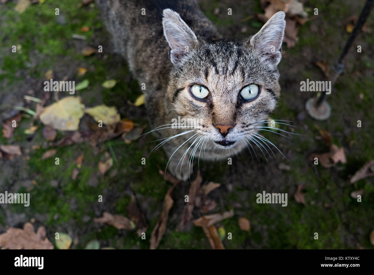 Dramatic wide angle view of brown cat looking up Stock Photo - Alamy