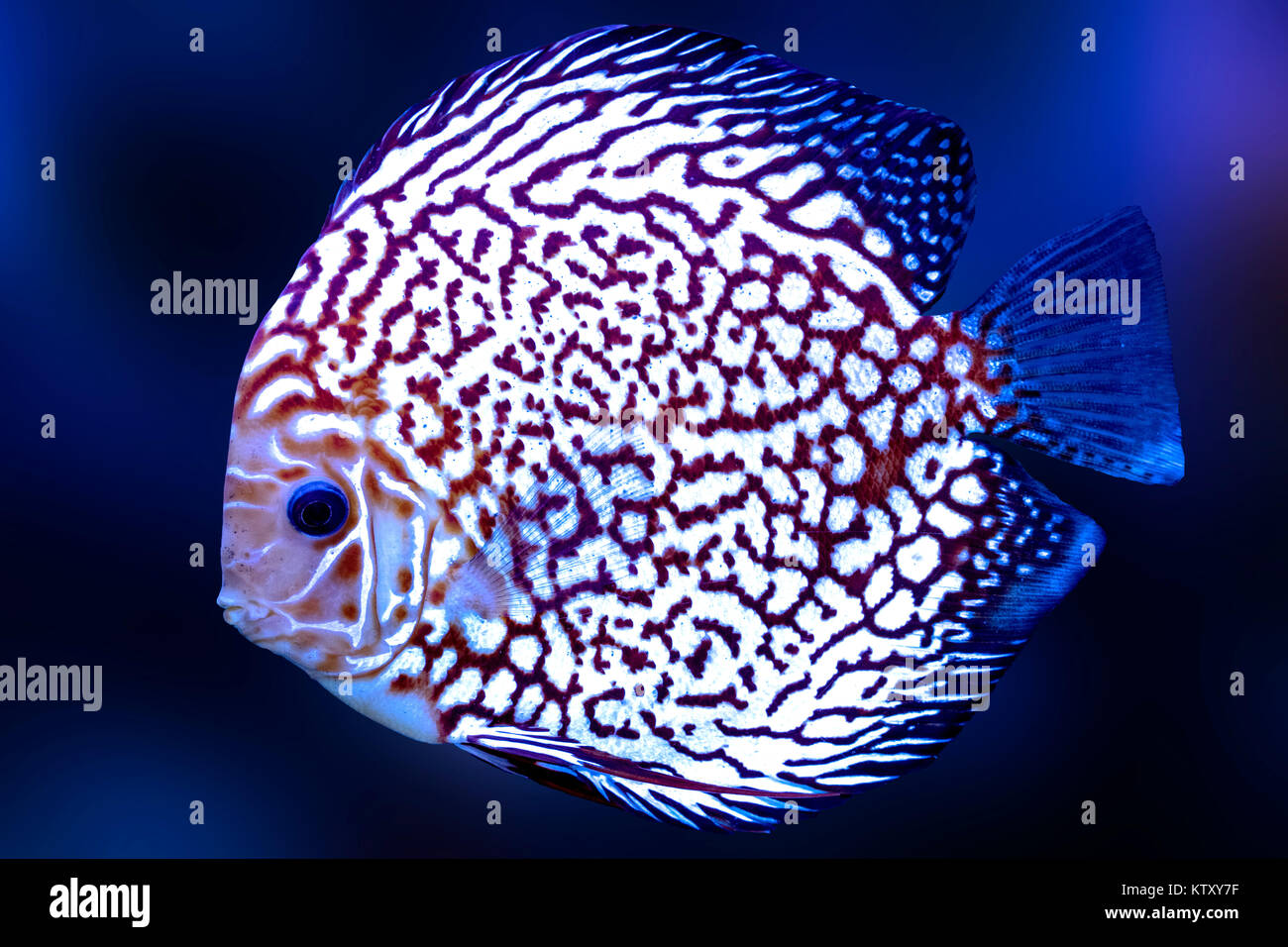 Diskus hi-res stock photography and images - Alamy