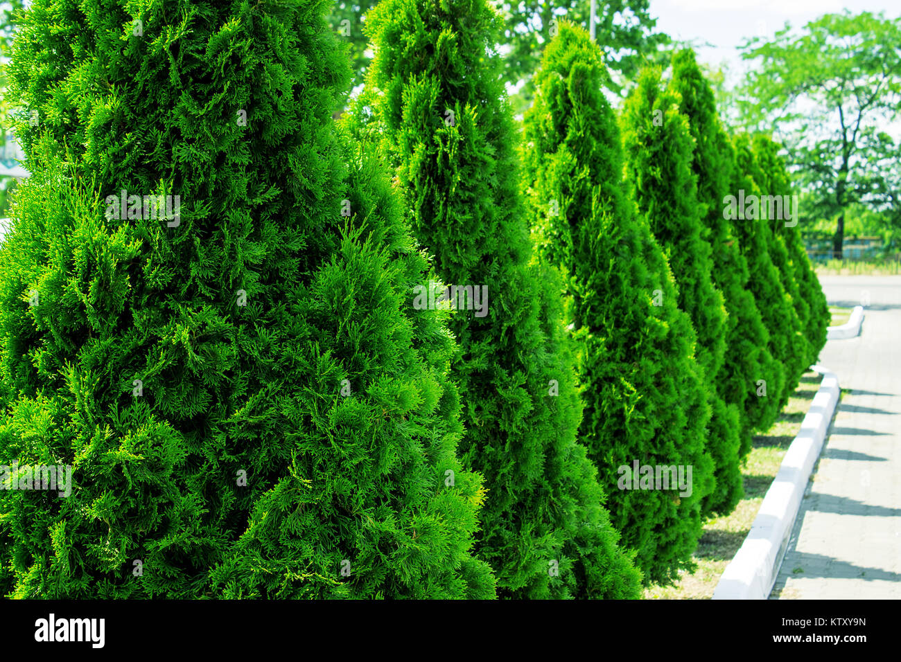 Thuja hedge and bench hi-res stock photography and images - Alamy