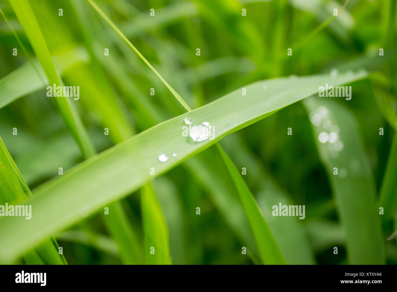 Drop of dew in morning on leaf with sun light. close-up Stock Photo - Alamy